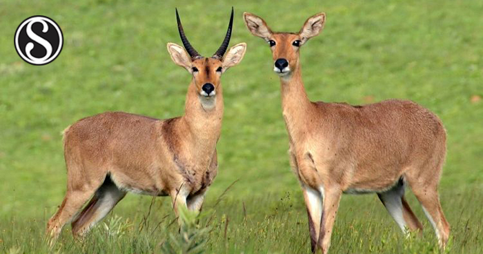 Dagbani Dictionary • Dagbonkingdom.com